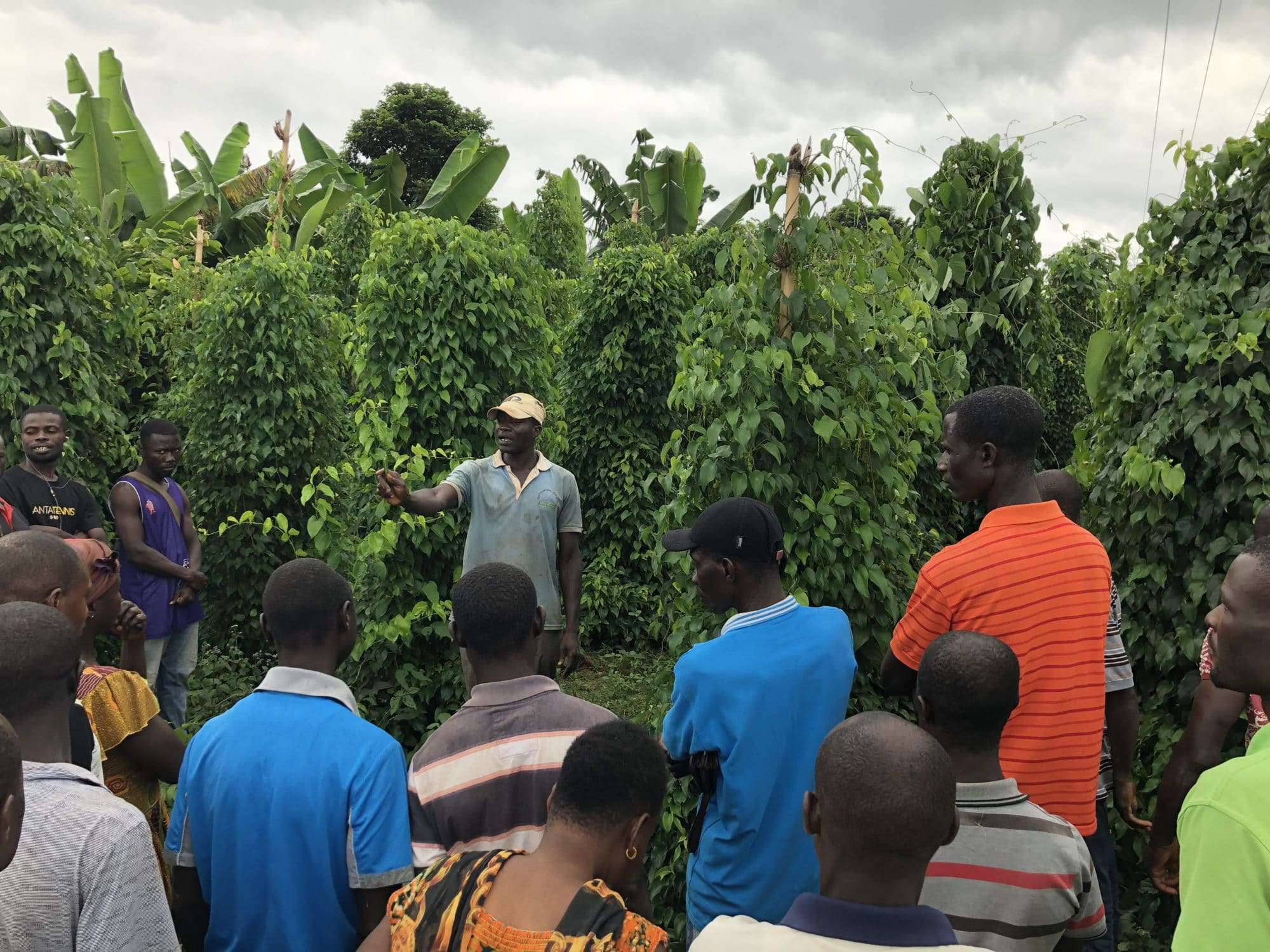 Promoting Conservation Agriculture Among Rural Farmers in Ghana – Grow ...