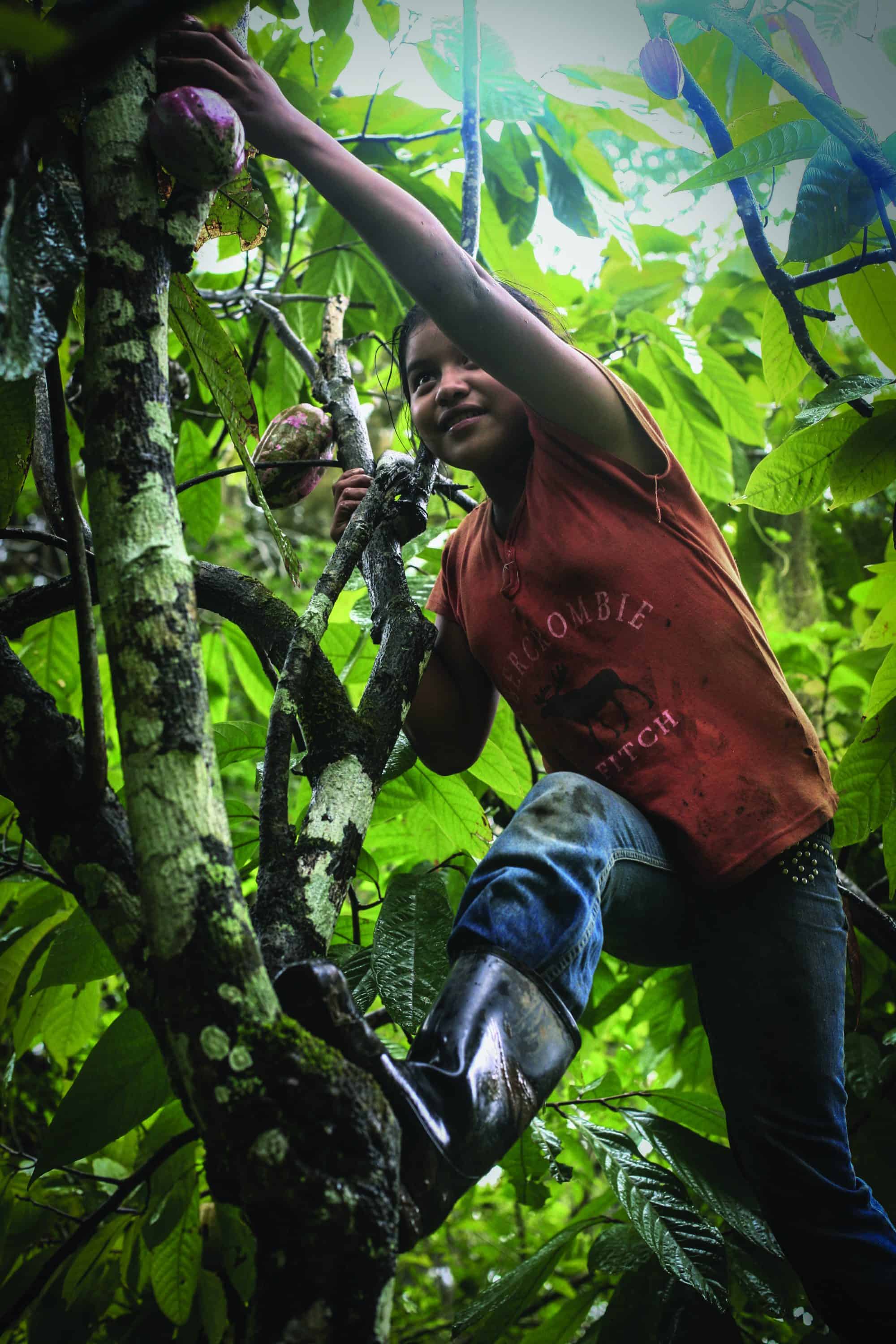 JulisaPickingCacaoLaPitaNicaragua – Grow Ahead