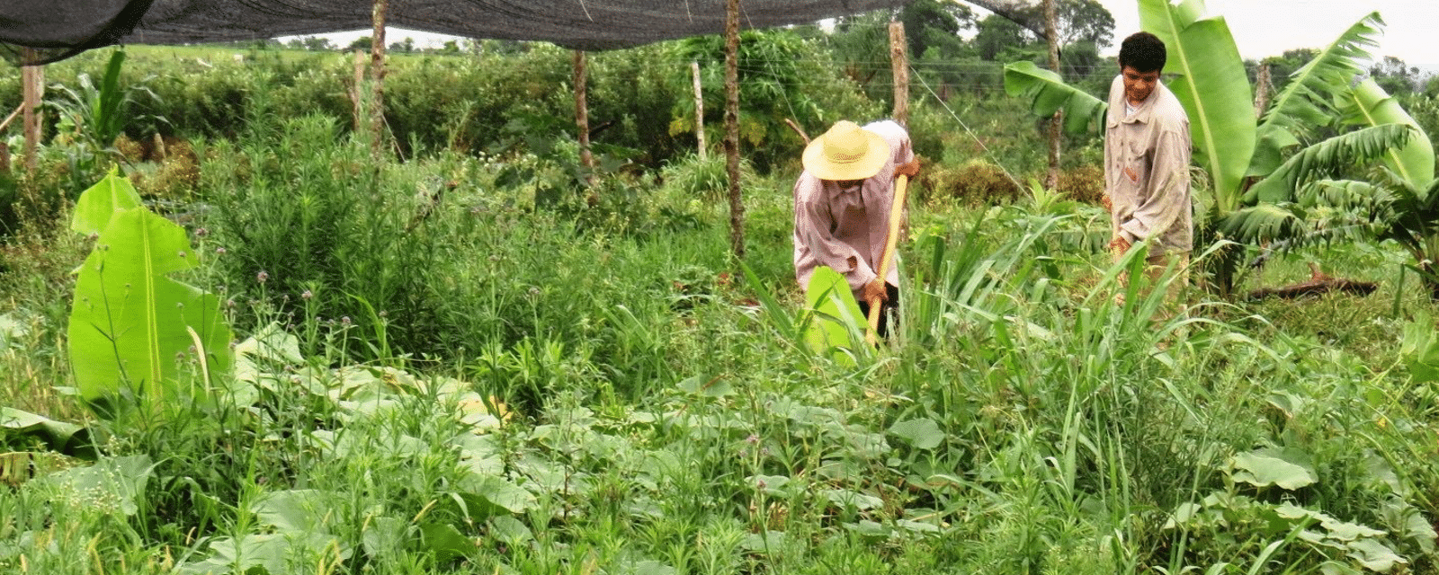 A Farmer-Led Vision for a New Food System in Paraguay · Grow Ahead
