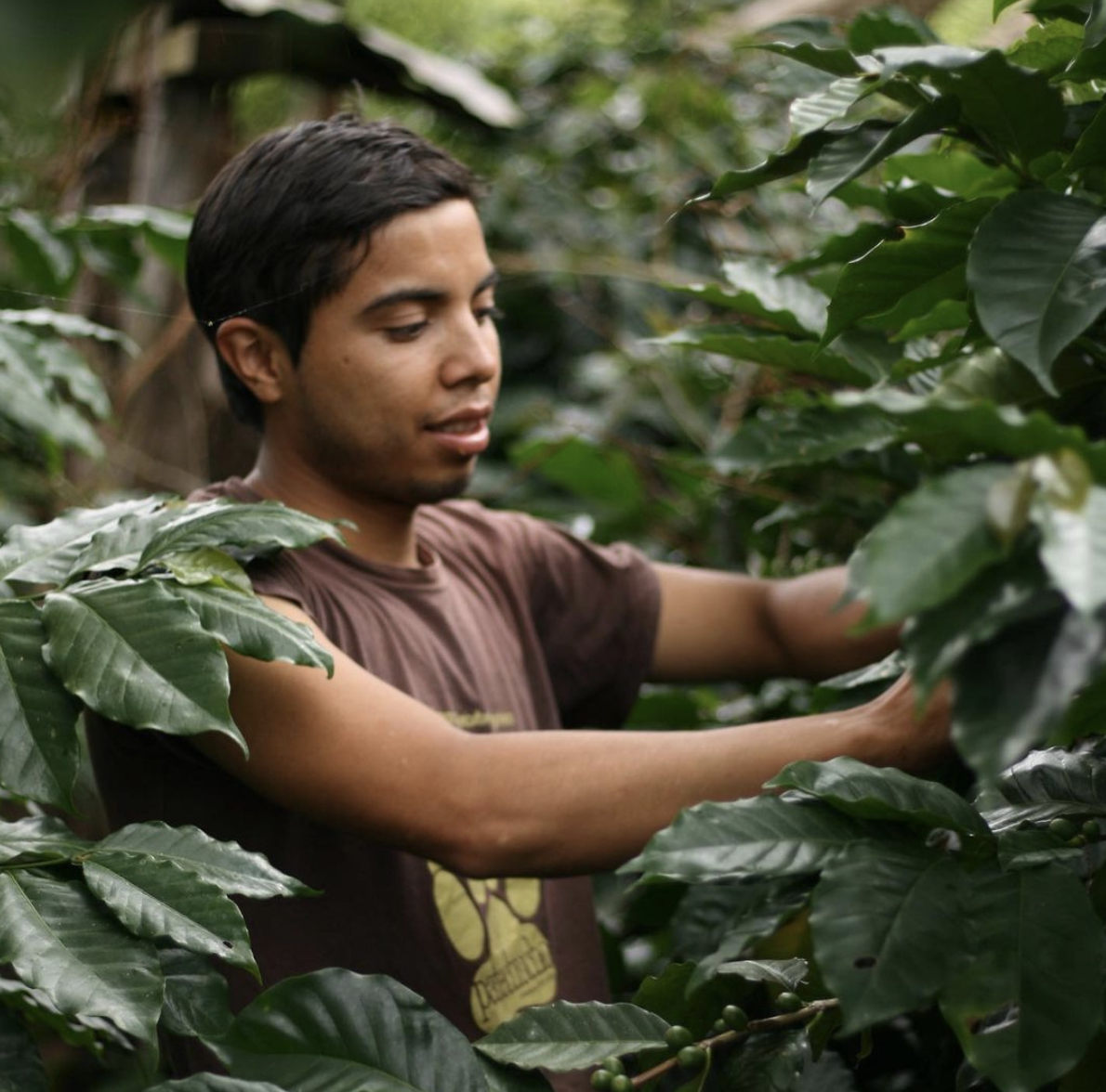 Reforestation in Honduras – Grow Ahead