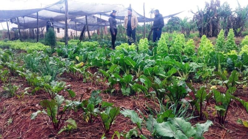 A Farmer-Led Vision for a New Food System in Paraguay – Grow Ahead